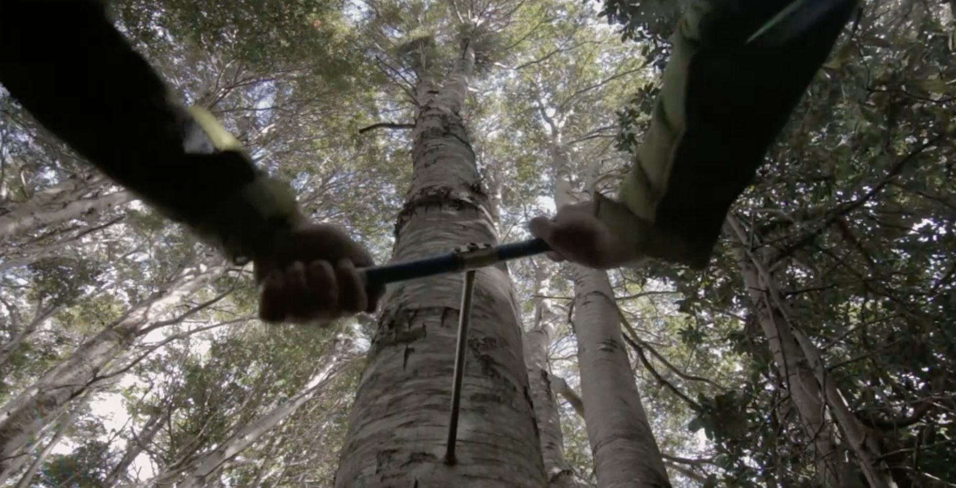 10 Fascinating Animal Documentaries You Must Watch | GuideDoc