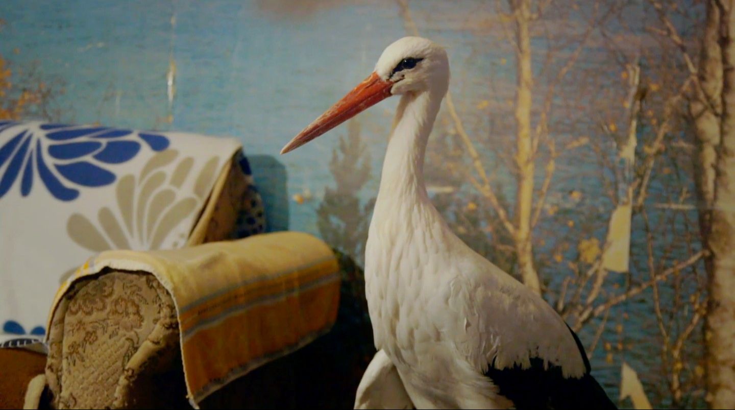 Exploring Obsession And Compassion Two Remarkable Docs: ‘For Birds’ And ...