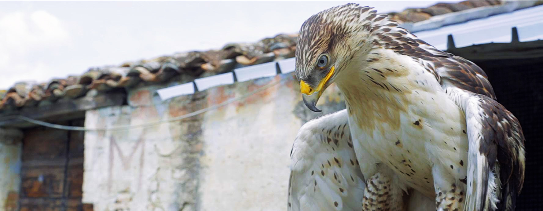 Three Animal Documentaries To Watch Online | Guidedoc | GuideDoc