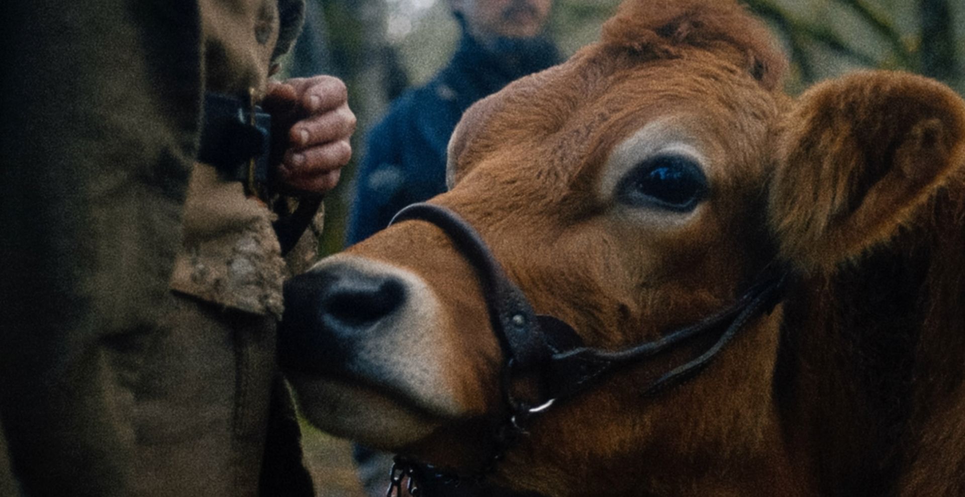 If You Loved Movie 'First Cow', Don'T Miss Docu 'Holly Cow': Journey ...