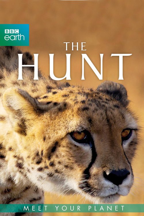 BBC Earth - The Hunt - Documentary Film | Watch Online