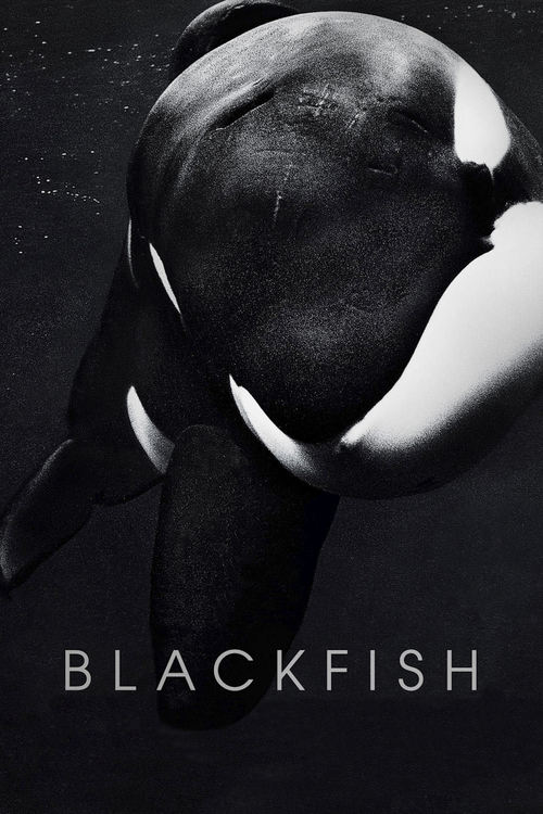 Blackfish - Documentary Film | Watch Online | GuideDoc