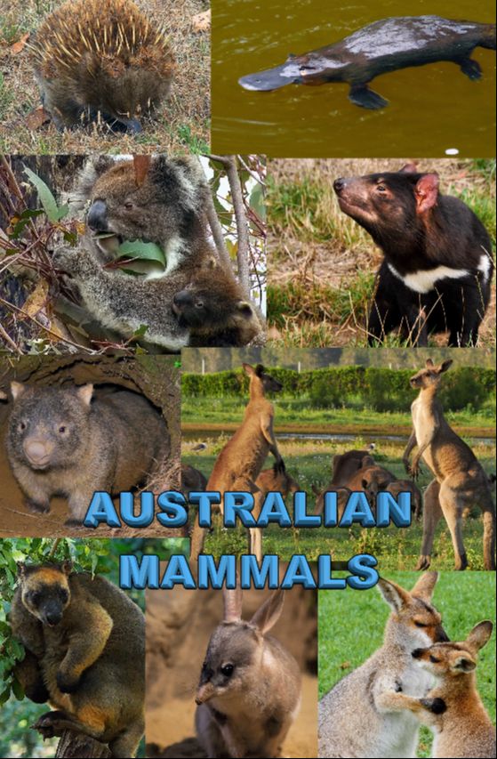 Australian Mammals - Documentary Film | Watch Online