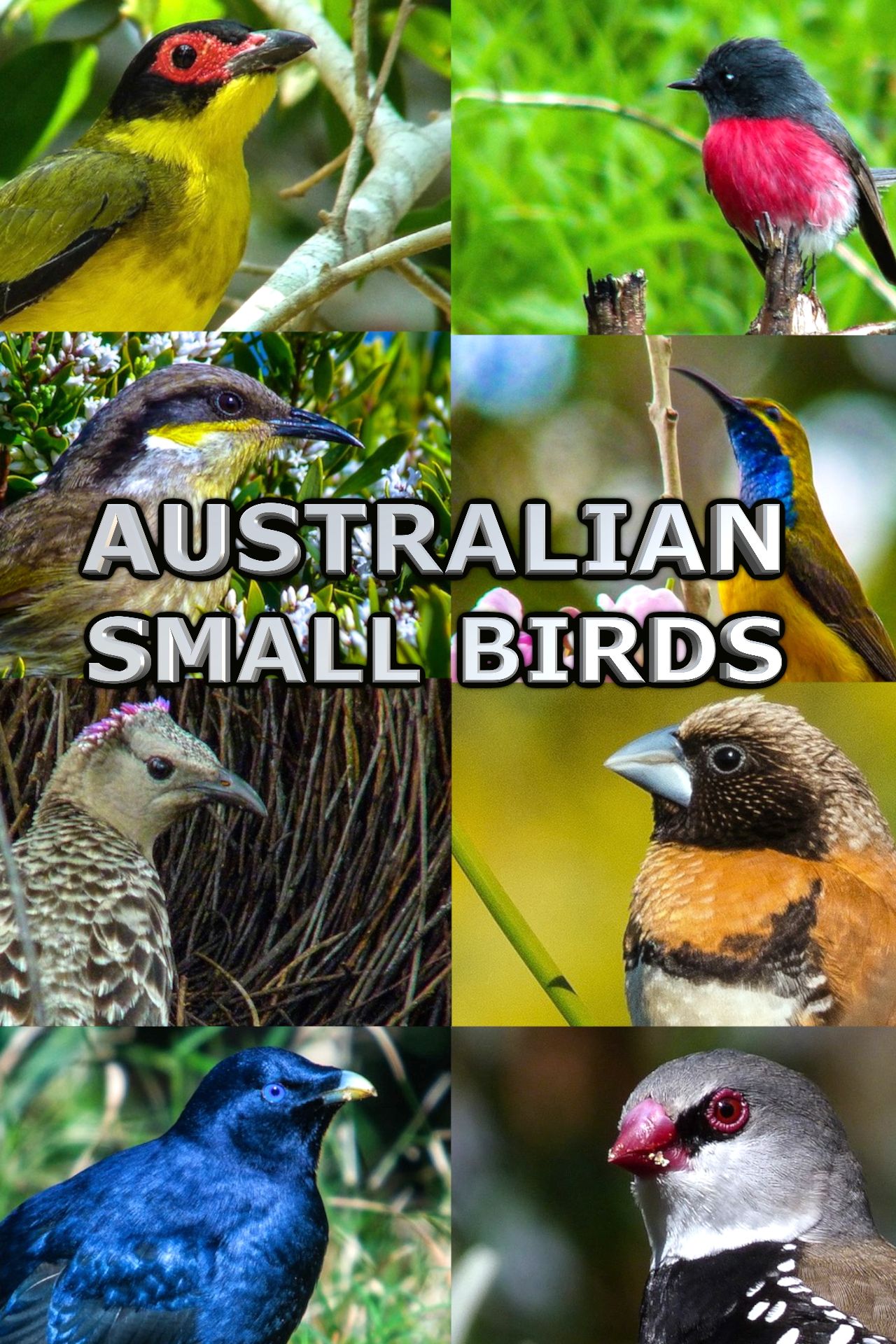 Australian Small Birds - Documentary Film | Watch Online
