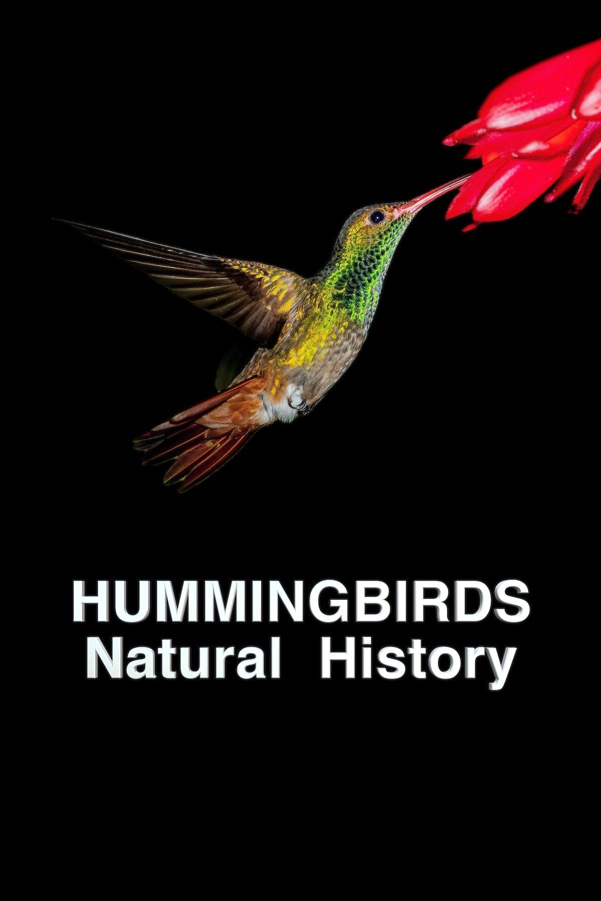 Hummingbirds Natural History - Documentary Film | Watch