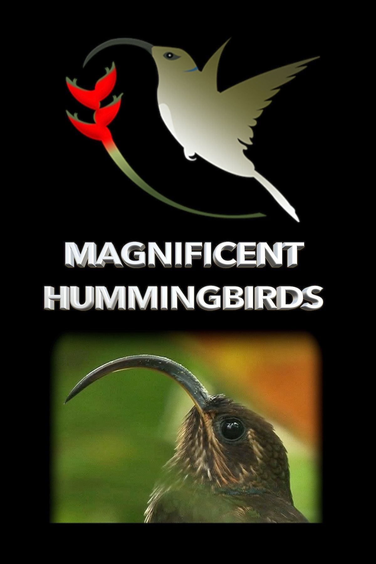Magnificent Hummingbirds - Documentary Film | Watch Online