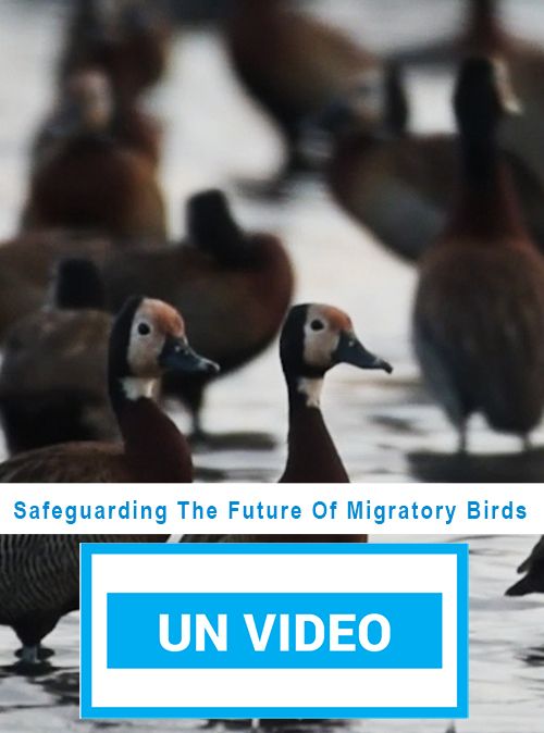 Safeguarding The Future Of Migratory Birds - Documentary