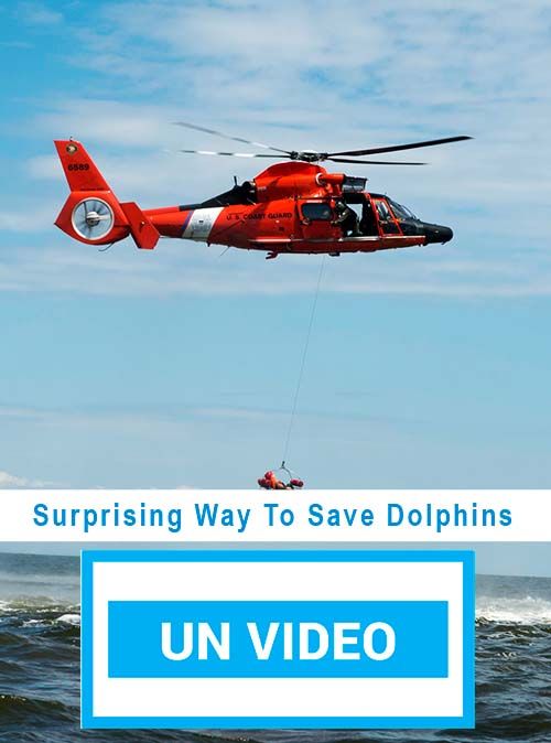 Surprising way to save Dolphins - Documentary Watch
