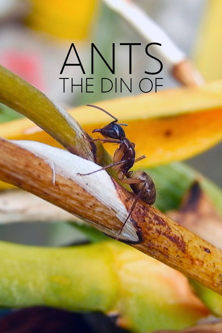 The Din Of Ants - Documentary Film | Watch Online