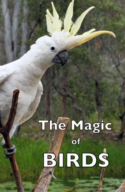 The Magic of Birds - Documentary Film | Watch Online